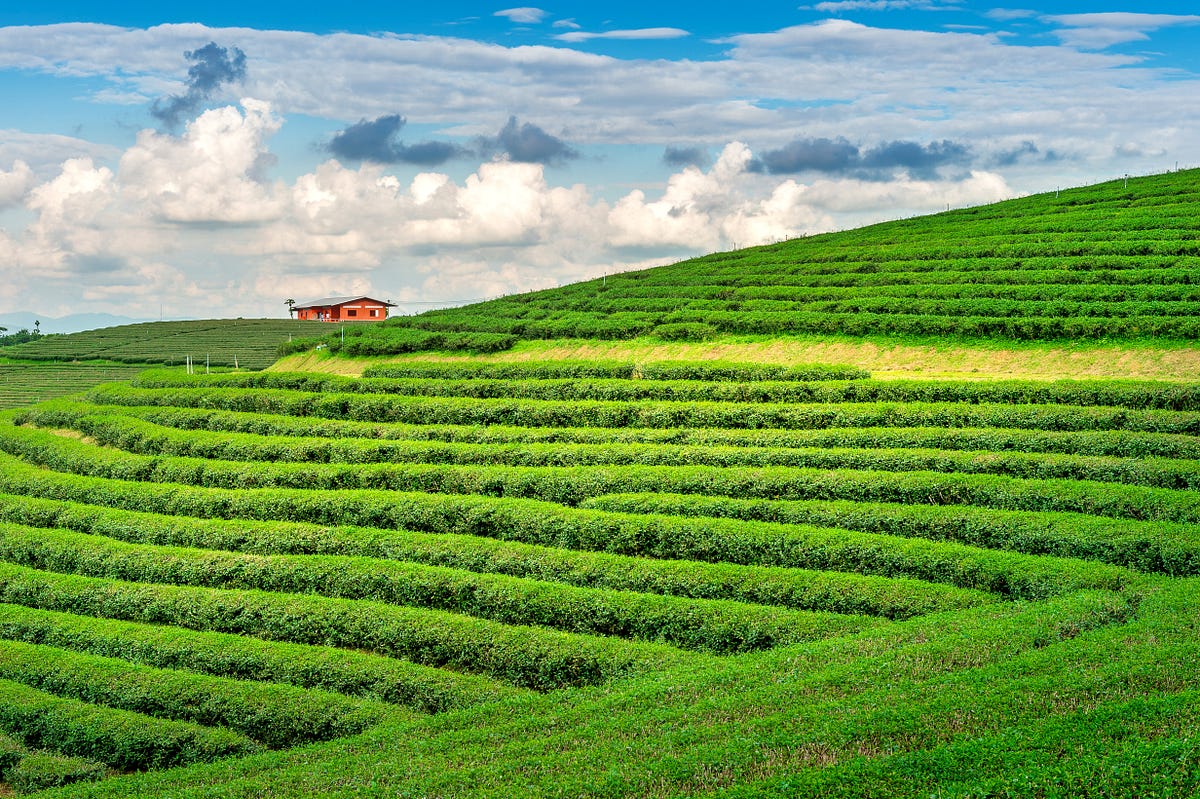 [Blog] AGREEN. FARM — A HIDDEN MESSAGE RIGHT FROM THE NAME | by Agreen ...