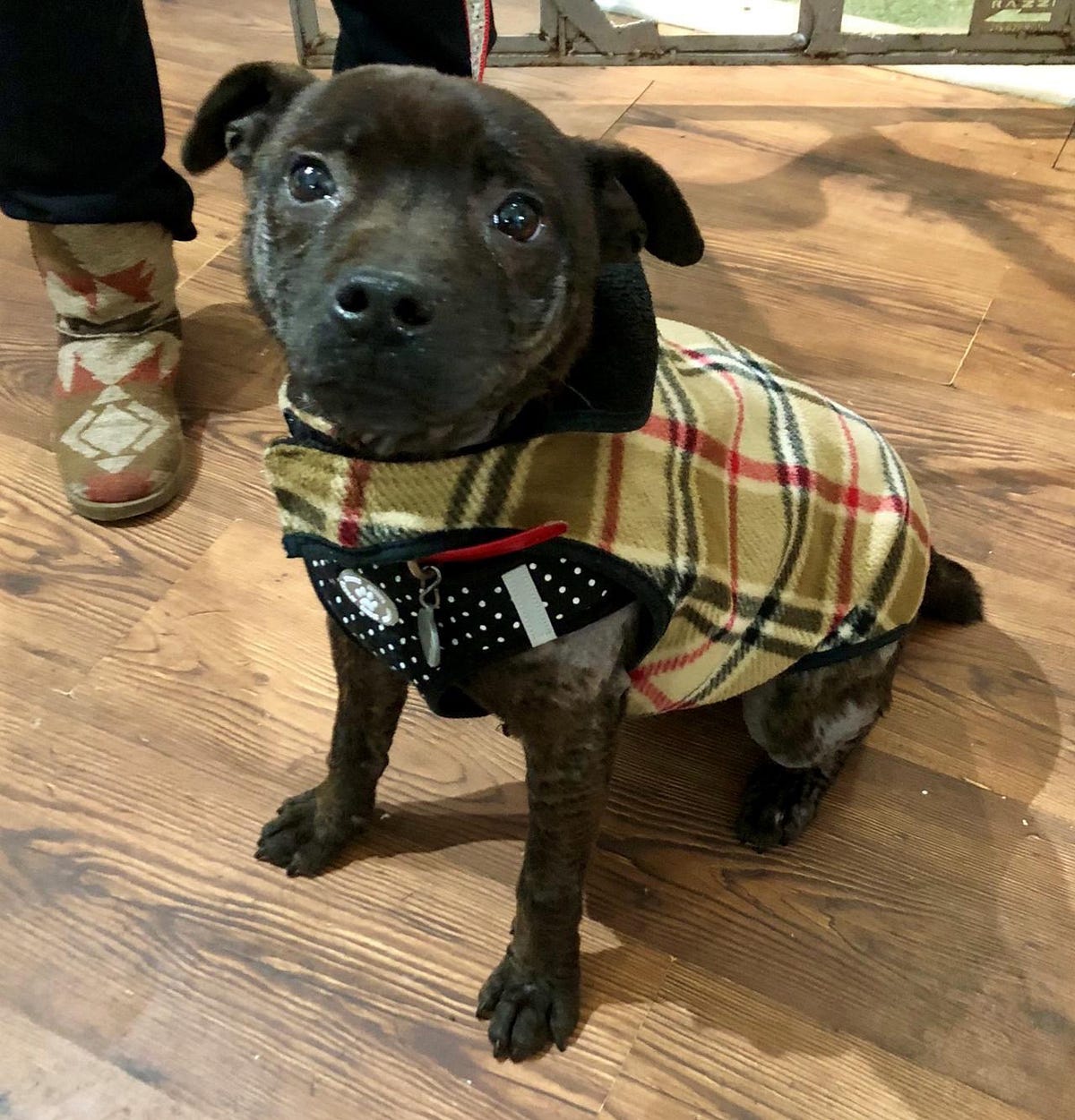 Adopt This Pet: Show Orb some love | by Bill Gelman | South Philly ...