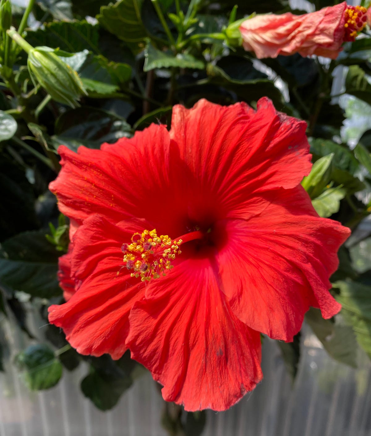 Big, Bold and Beautiful. Some impressive blooms in all their… | by Barb ...