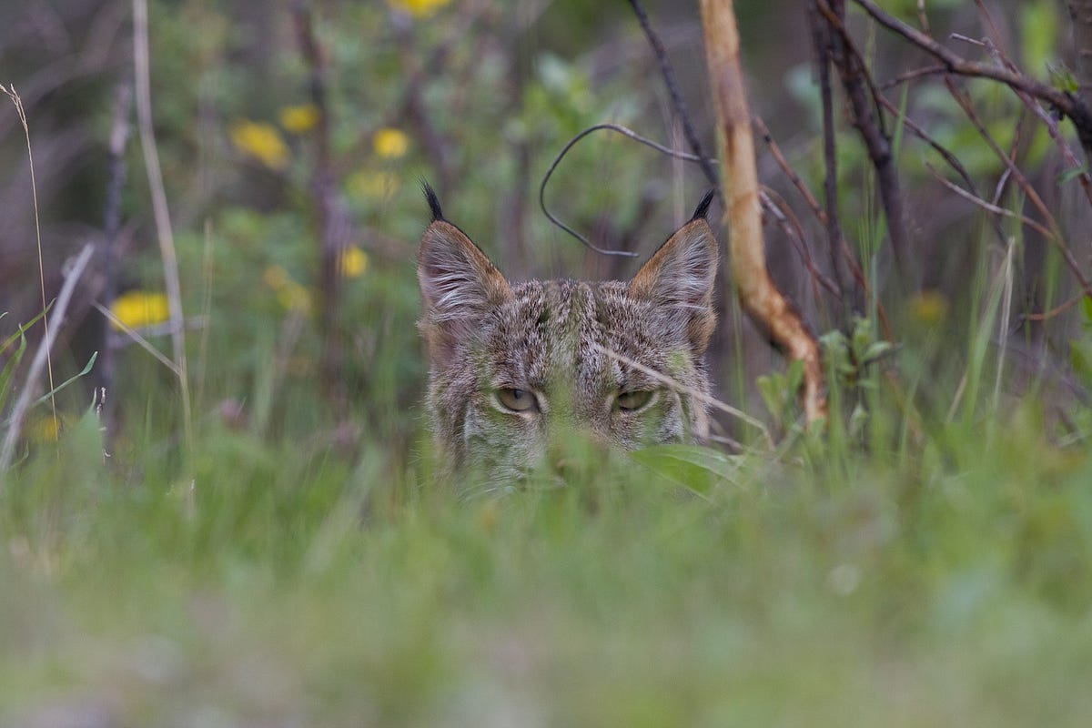 A Bittersweet Tale of Extinction, Recovery and the Fight to Save ...