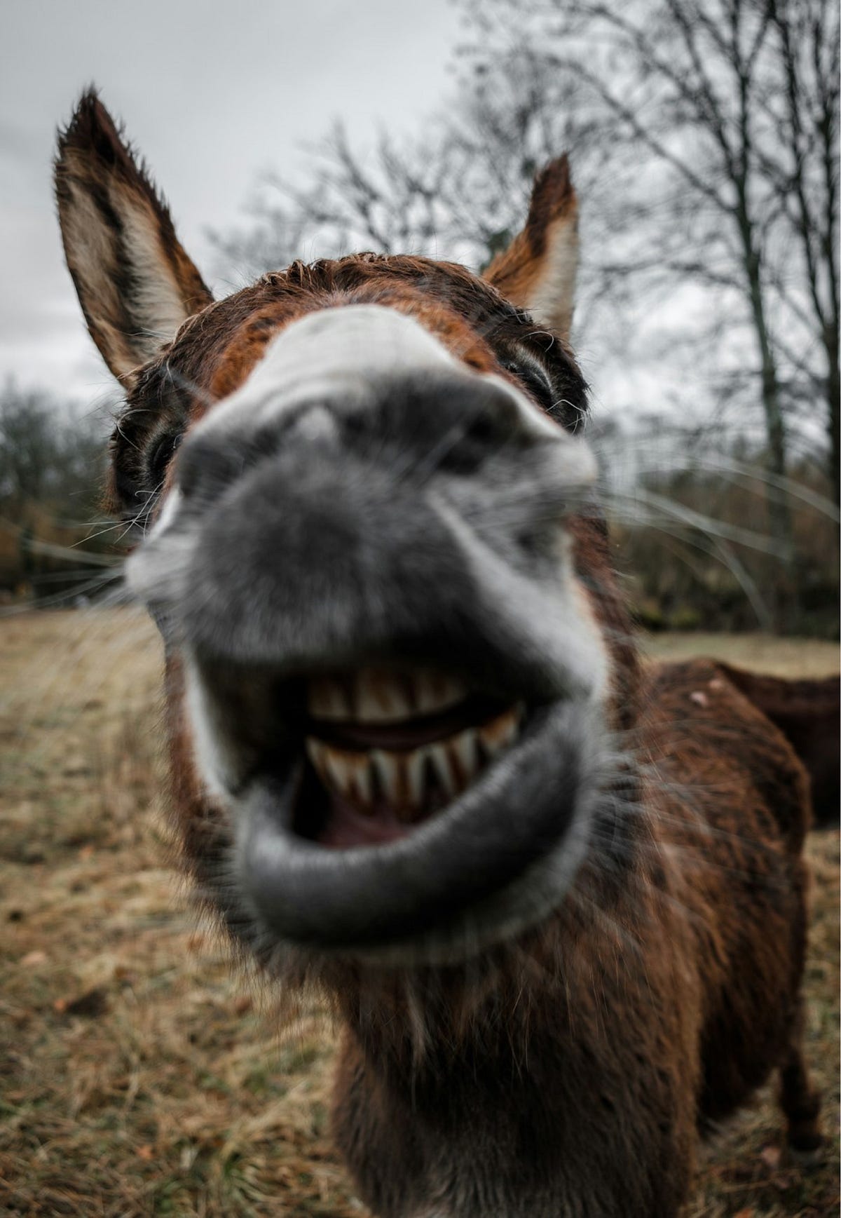 What’s the Donkey Thinking?. Watching Your Conclusions | by Life Charge ...