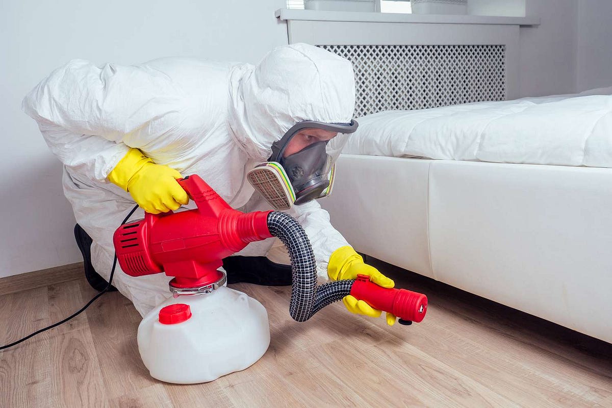 How to destroy bed bugs permanently? | by Mark Steve | Jul, 2024 | Medium