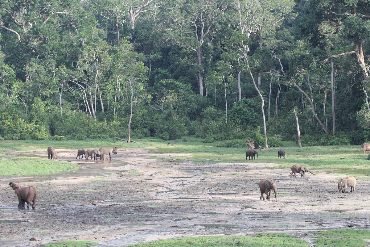 Meet Me in the Bai. Forest clearings are important to… | by Rebecca ...