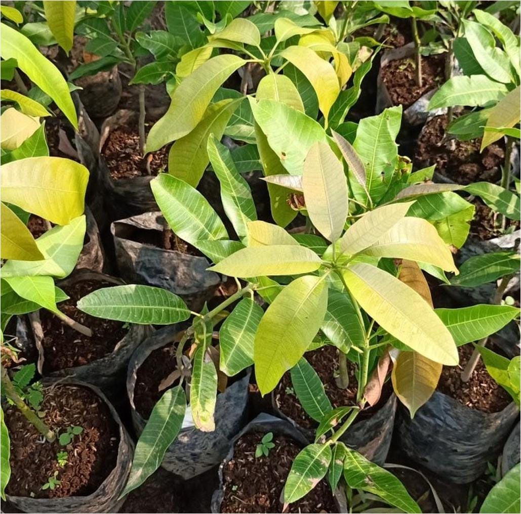 Bibit Mangga Garifta Merah Kota Denpasar Terbaik | by Jasmin Buah | Medium