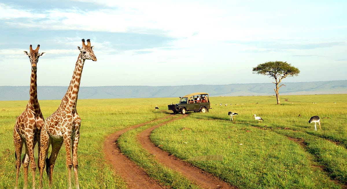 The Ultimate Safari Guide & Experience To Go On A Safari In Kenya | by ...