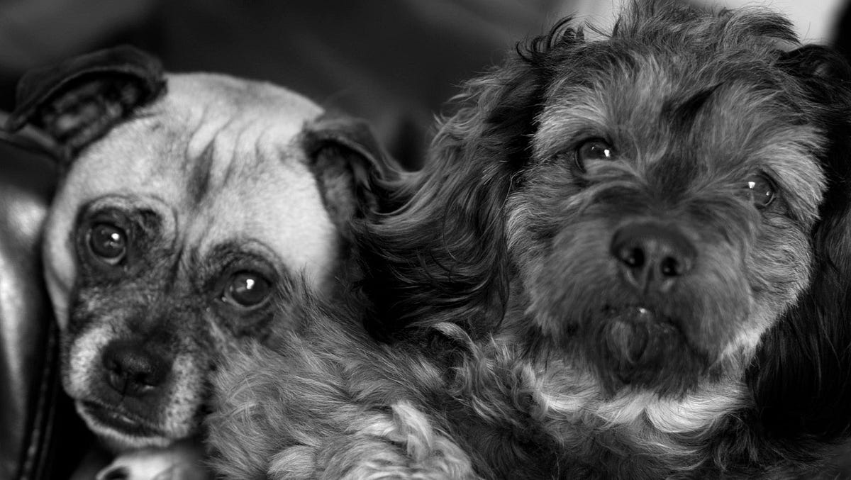 Can customers convince Dynamic Pet Products that their bones are ...