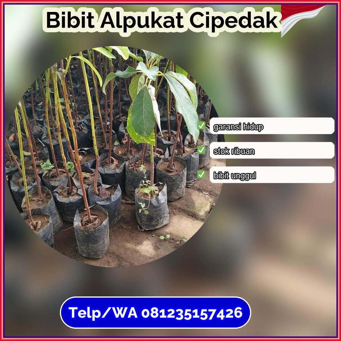 Jual Bibit Alpukat Cipedak Tual - Jelita Ornamental Plants - Medium