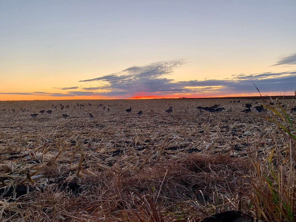 All-In on a North Dakota Combo Bird Hunt | by Michael Blash | Medium