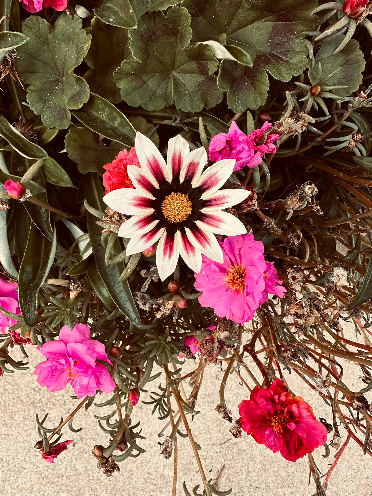 Connecting to the ecstatic beauty in daily life | by dorukkurt | Medium