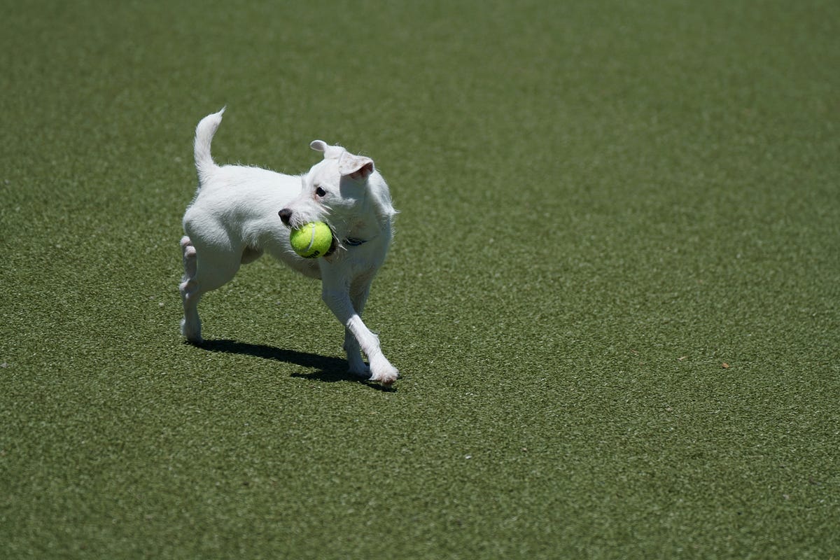 Bobo. By Veronica Zhang | Grade 9 |… | by Veronica Zhang | ElevatEd | Medium