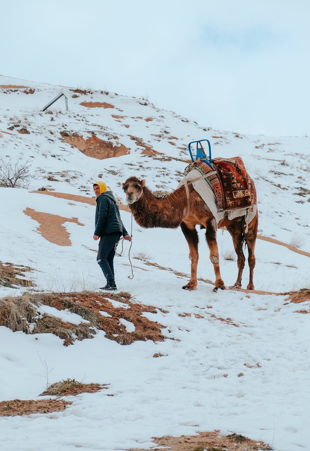 The Snowfall in Saudi Arabia’s Al-Jawf Desert: A Rare Natural ...