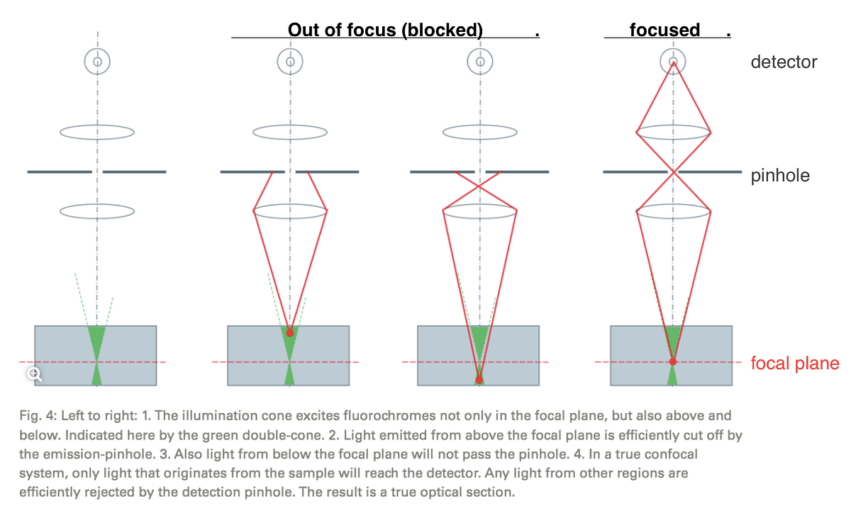 Confocal Microscopy Principle. —— RA note to self | by 陳亭安 Chen Ting An ...