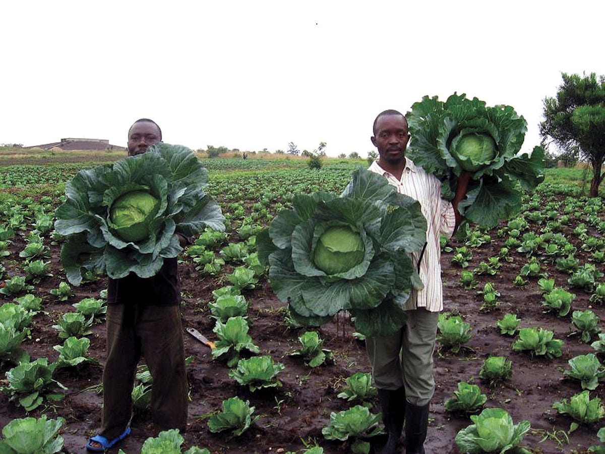 Unlocking the Green Gold: Agricultural Opportunities in the Democratic ...