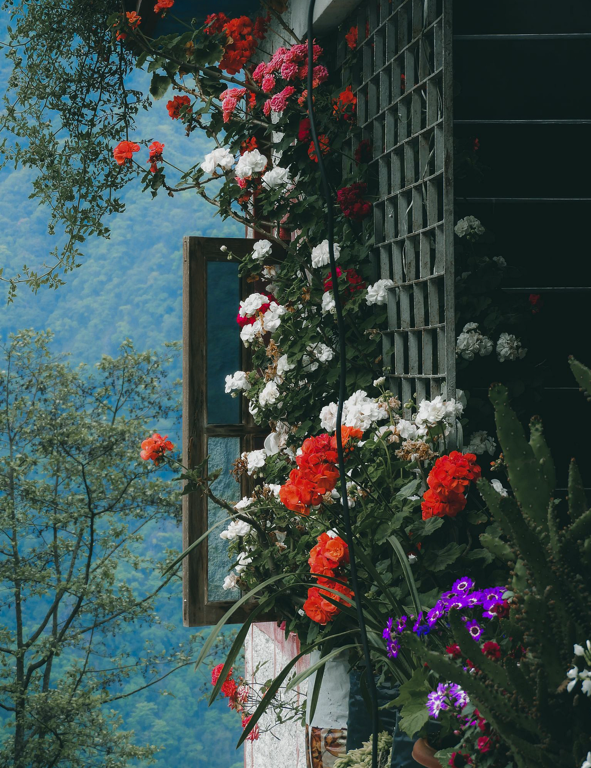 The Paper Queen: Why the Bougainvillea Thrives in the Heat | by Sadman ...