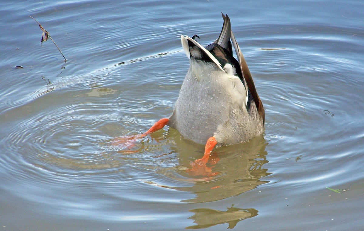 The Dabbler. A wise man I once knew described… | by Joseph Andreasen ...