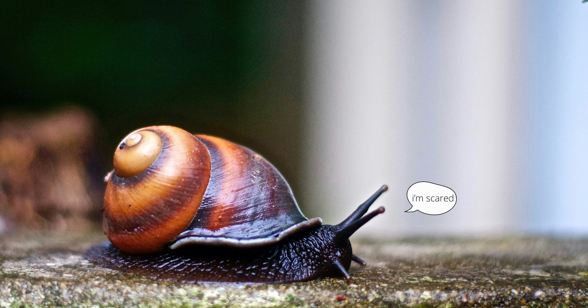 Shelley. A snail story | by Ellie Scott | Scuzzbucket | Medium