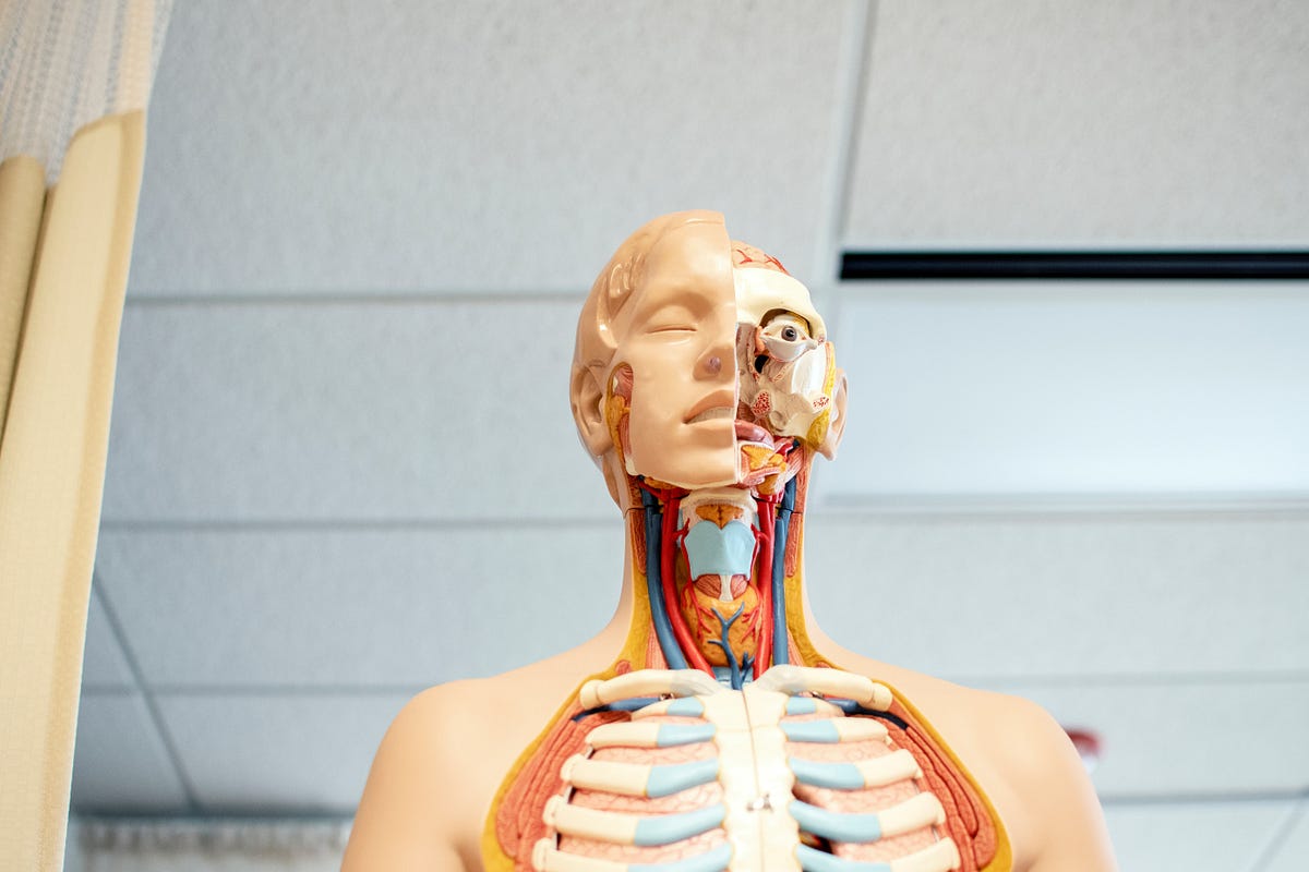 Interesting Facts About Human Body | Medium