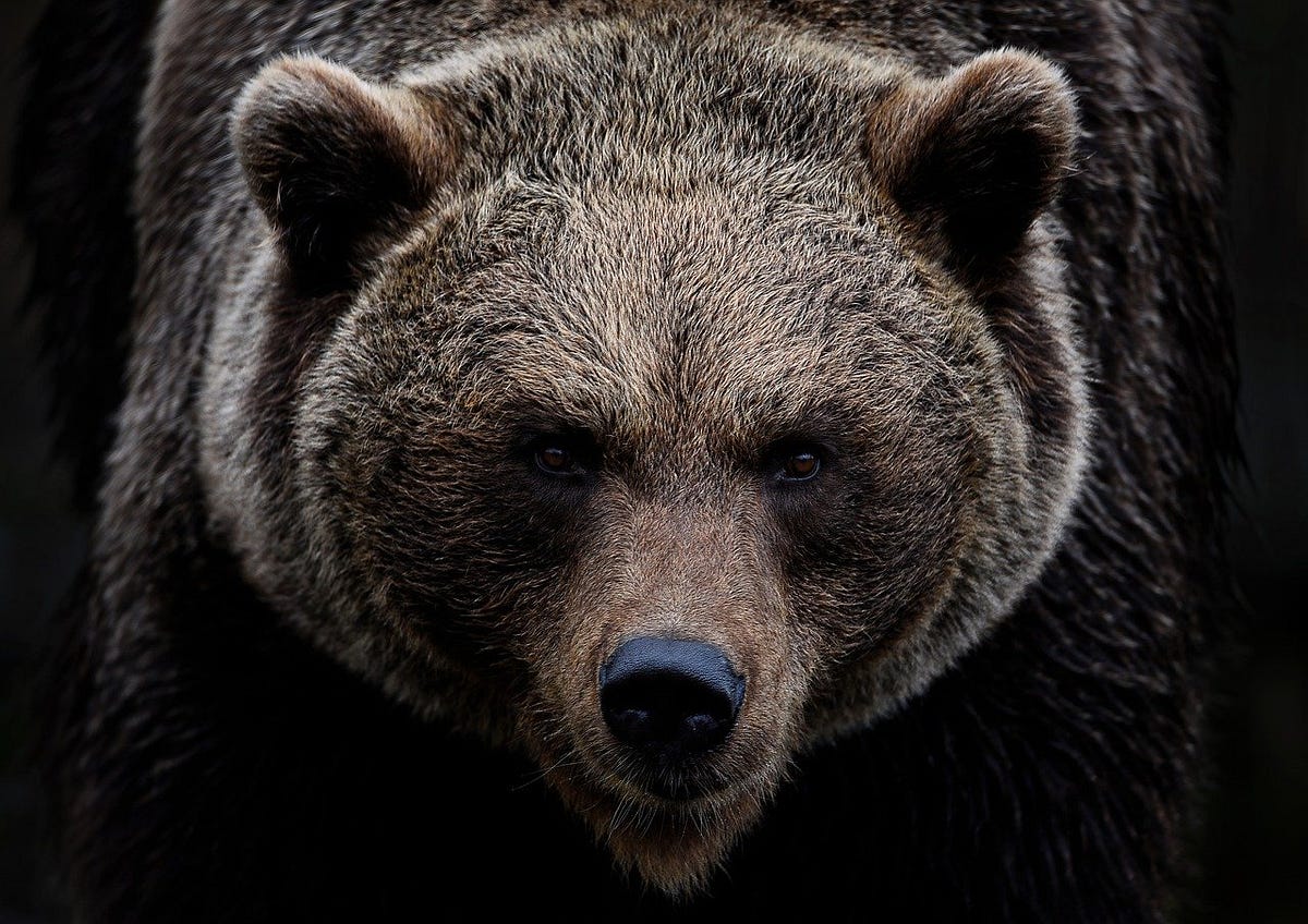 The Privilege of Choosing the Man, Not the Bear | by Meaghan Ward ...