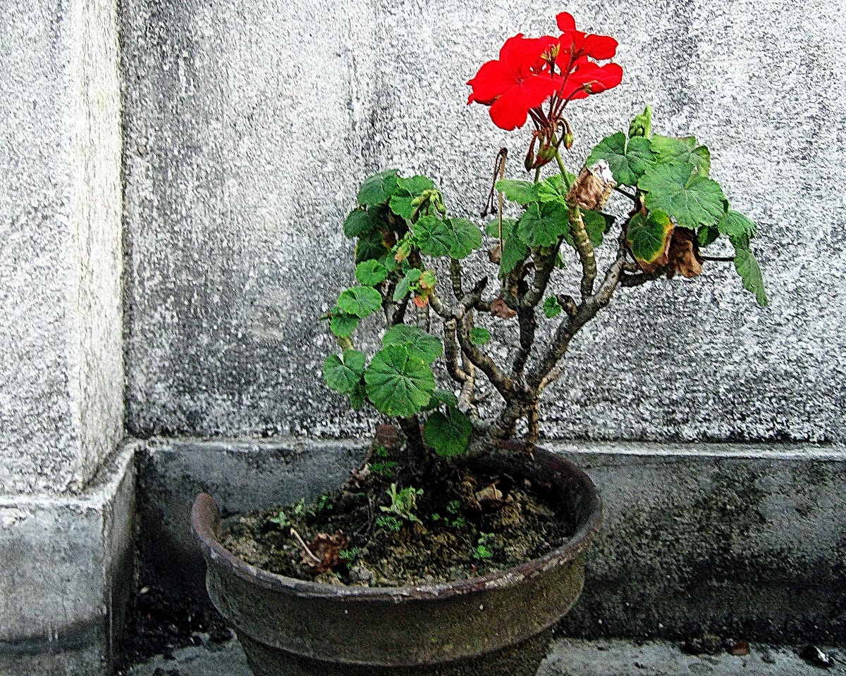 The Death of Art (a poem) + Birthday Thoughts | by Tammy Winand | Medium