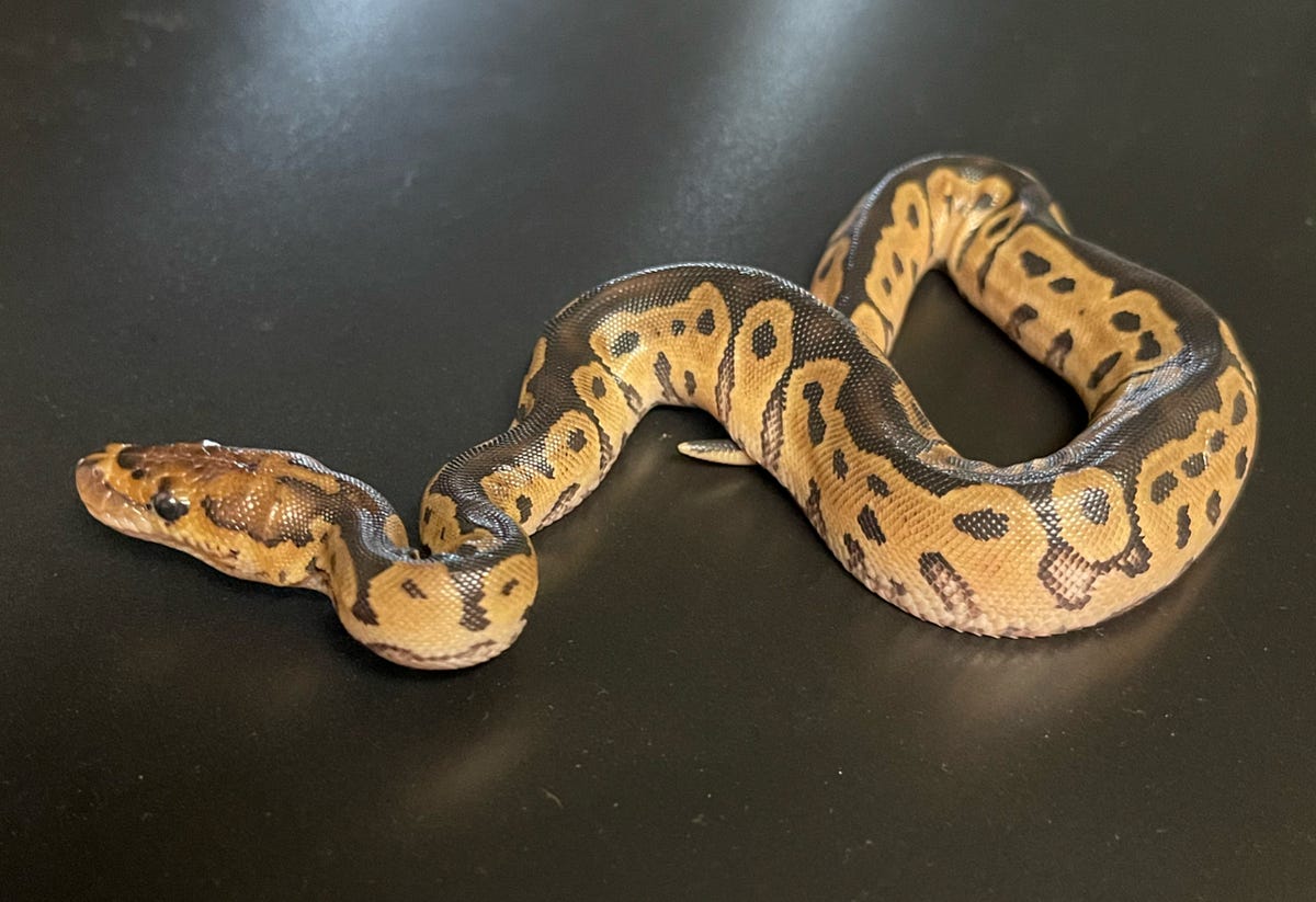 🐍 Discover the Fascinating World of Snake Breeding with Ball - Pythons ...