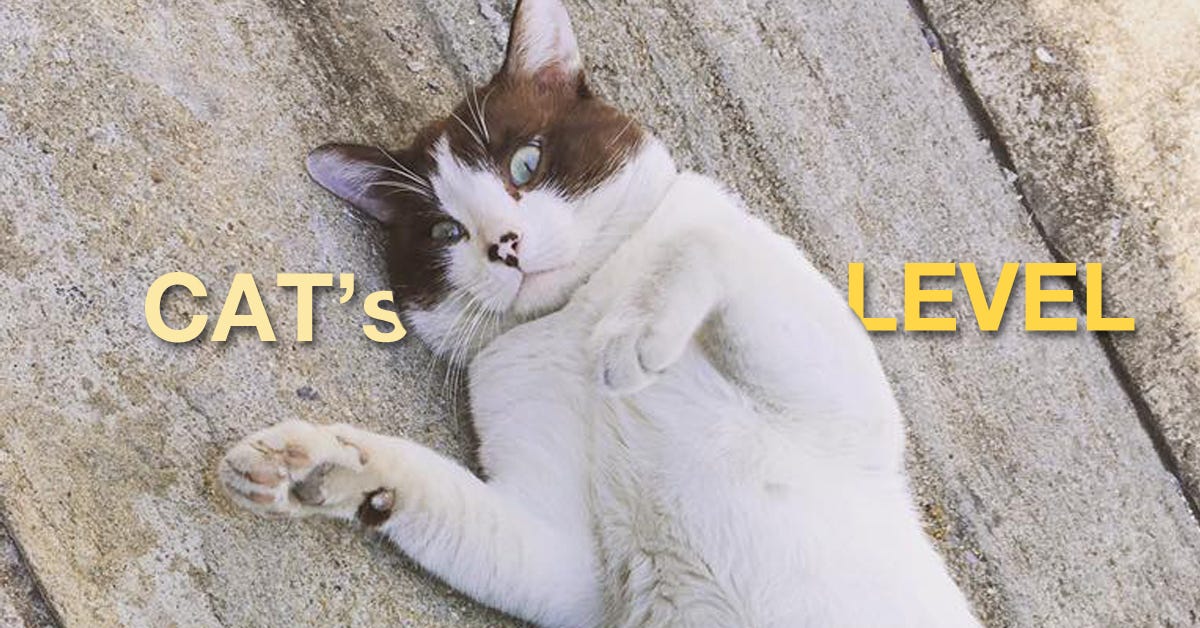 CAT’s LEVEL!. ความแมว ที่เห็นแล้วจะต้องร้องอุ๋งงง | by Gotchi | Medium