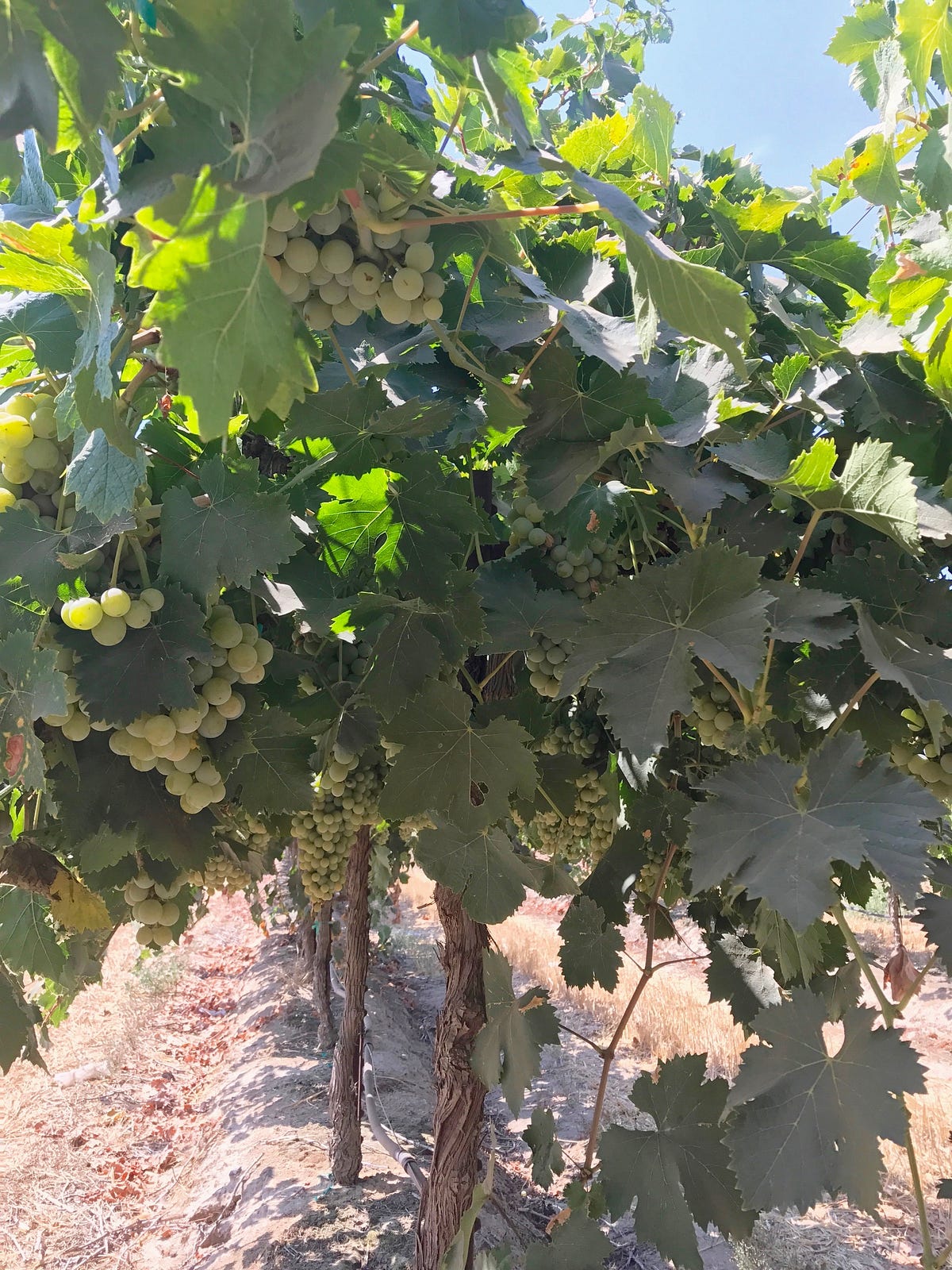 2017 Grape Yield Forecast. This is our third year providing a… | by ...