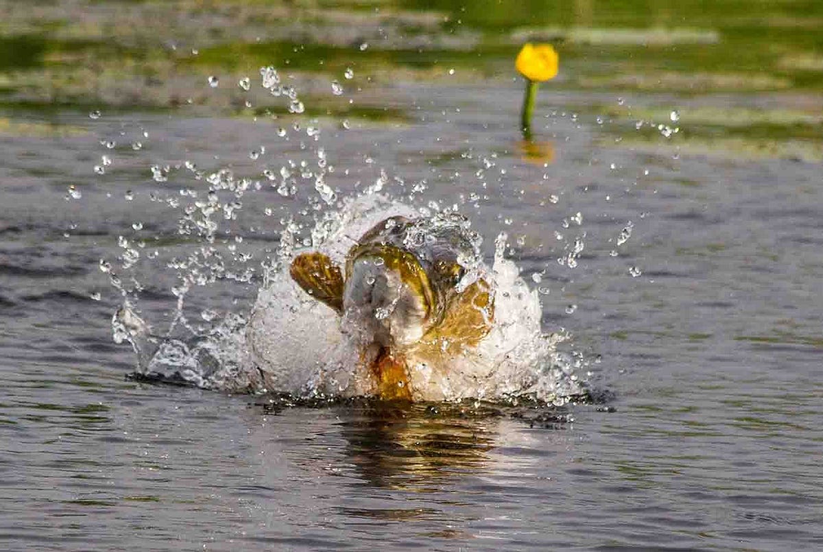 Get started fly fishing for pike. Fly angler, Aidan Curran, on the set ...