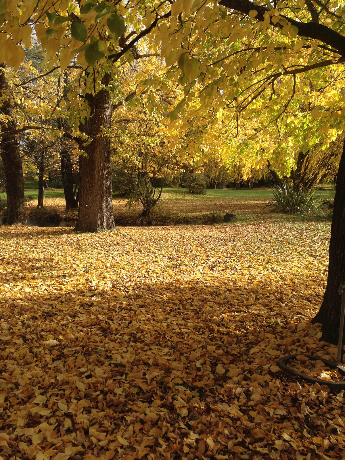 Yellow leaves. Let go of seeking perfection, | by nate greig | Medium