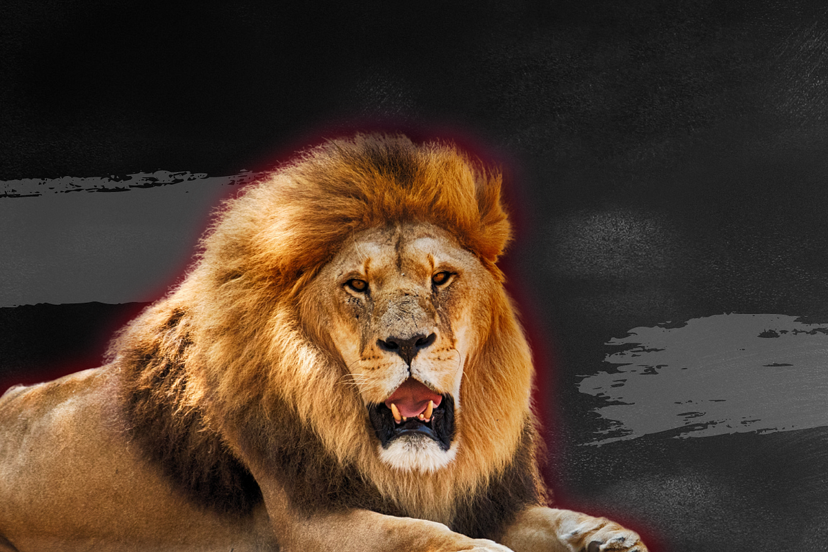 Creatives Should Hunt Like Lions — Not Graze Like Cows | by Nabil ...