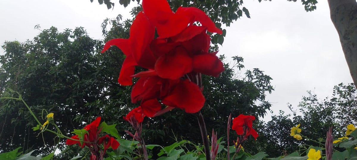 Baijanti: An Easy to Grow Plant. How to grow and care for beautiful ...