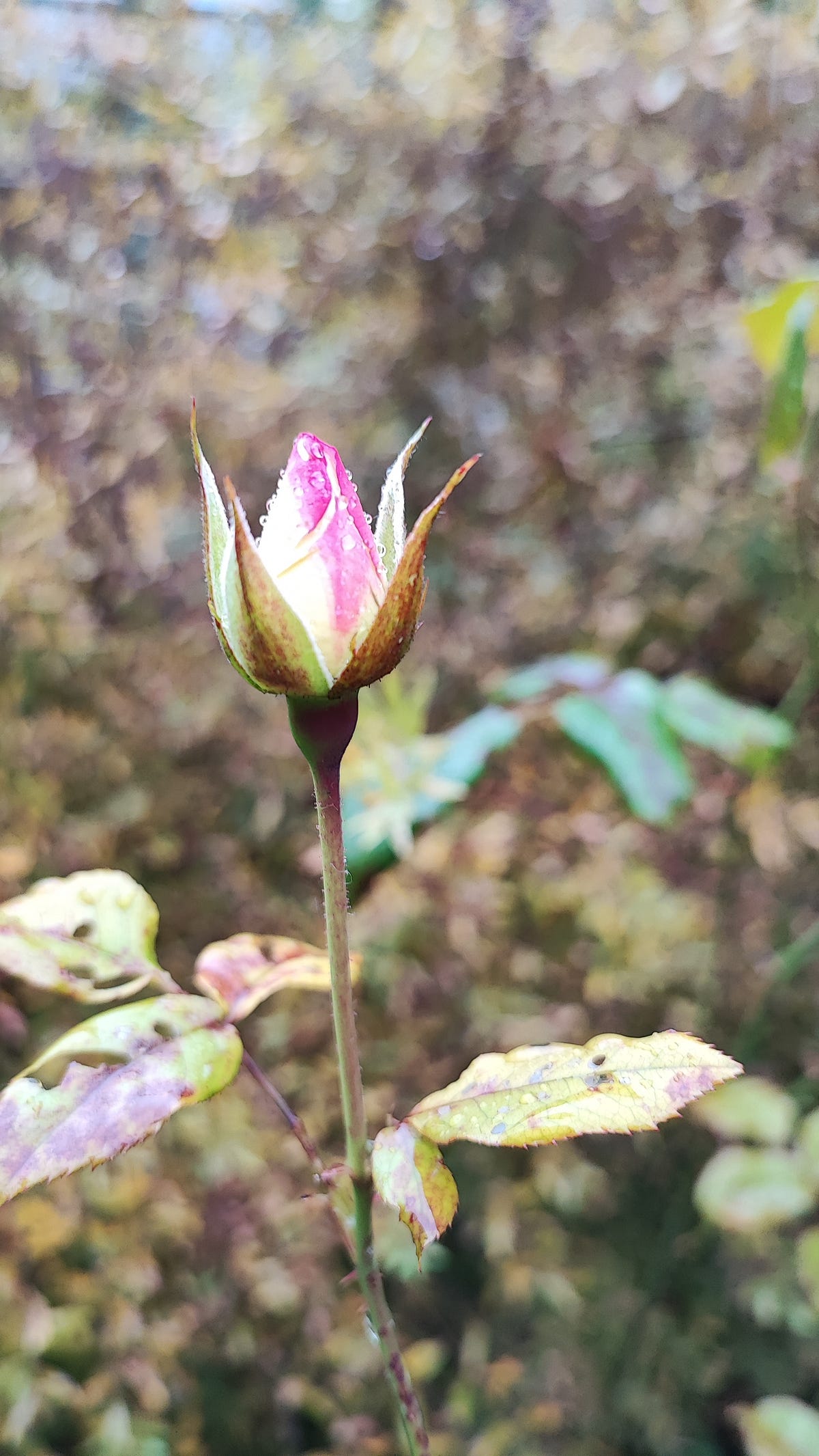 Have a curious mind but not hypercritical in spirit | by Charlotte Ng ...