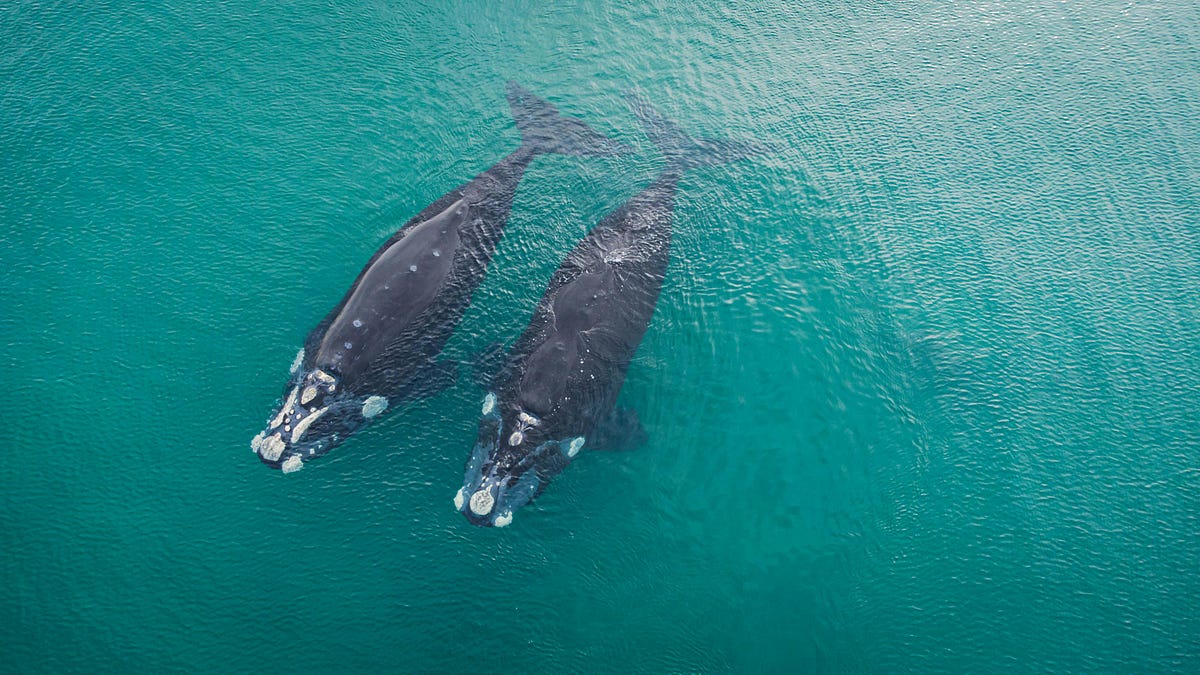 The Majestic World of Whales: A Closer Look into the Lives of these ...