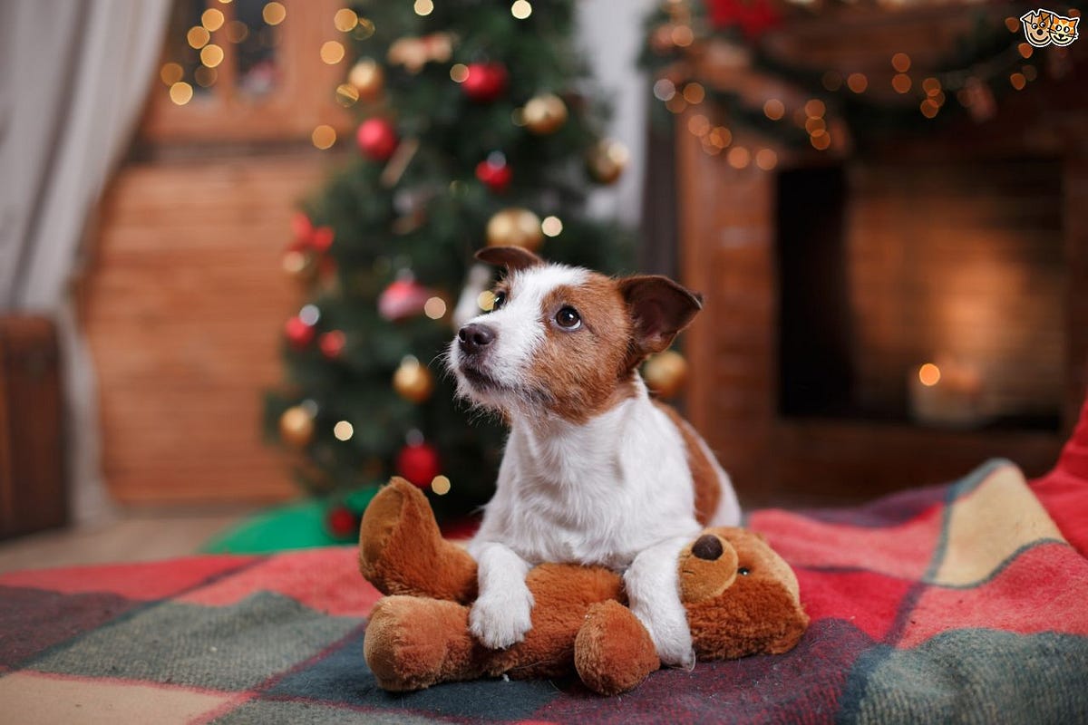 Concurso: el Perro del Mes (Edición decembrina) | by HAPPY CAN CAMP ...