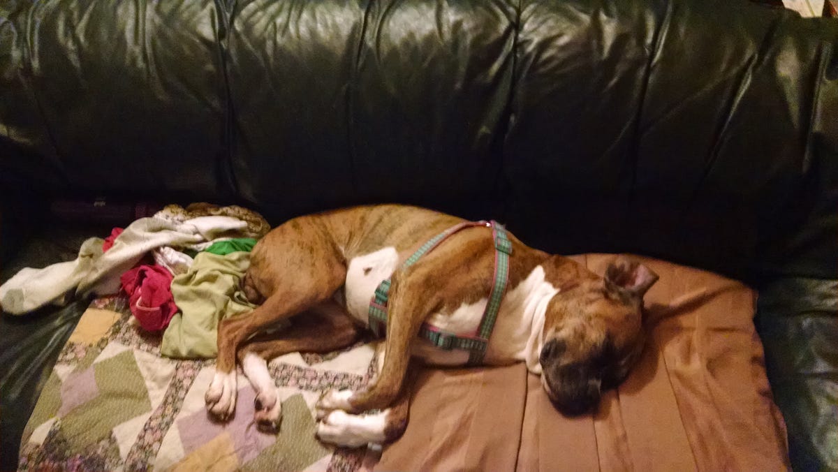 Mourning. In Heartwood, a faithful dog, Sadie… | by Chrystal ...