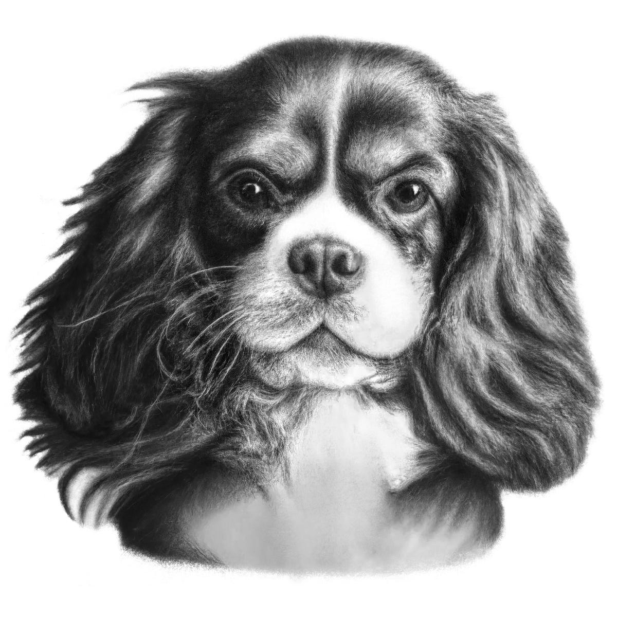 A poem about a Cavalier King Charles Spaniel - Jason Harper | PortraitsofDogs.com - Medium