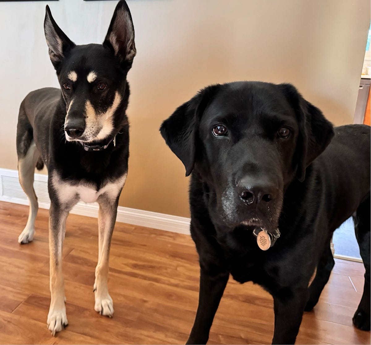 The Dog’s Opinion on Company. No one asked if I, the dog, was in the ...