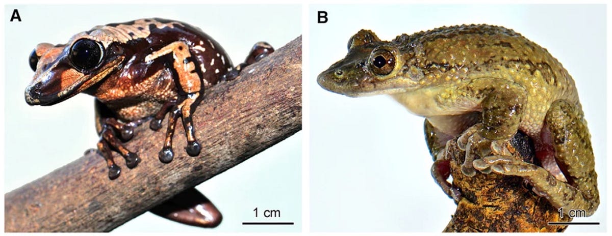 Venomous frogs use toxic face spines as weapons | by 𝐆𝐫𝐫𝐥𝐒𝐜𝐢𝐞𝐧𝐭𝐢𝐬𝐭 ...