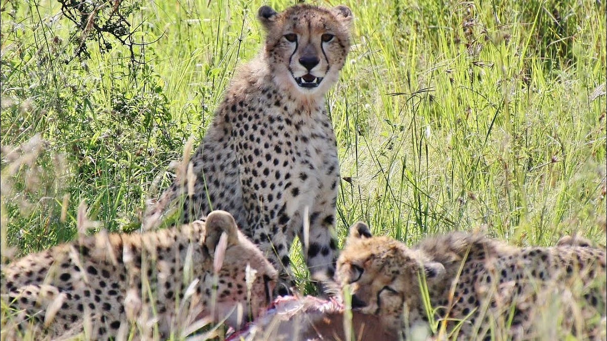Filming Lions and Cheetahs on Wildlife Adventure Safaris in Tanzania ...