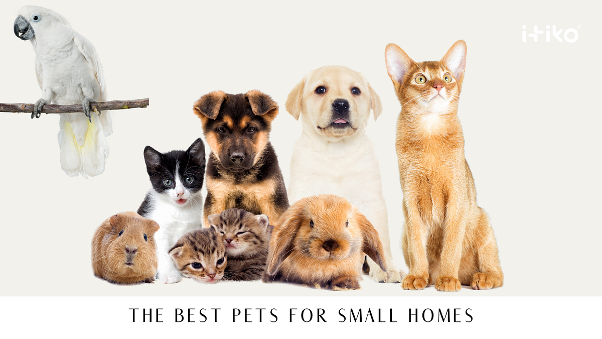 The Best Pets for Small Homes. Choosing the right pet for a small home ...