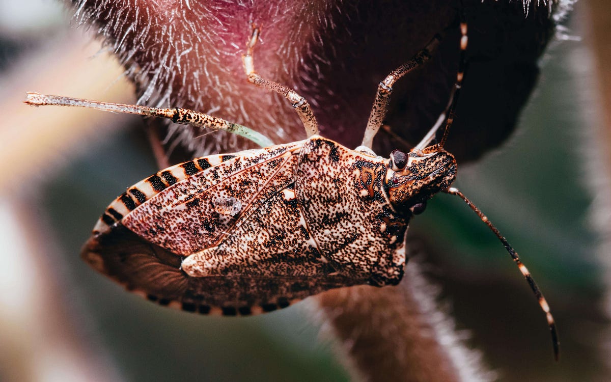 Better data is new weapon in farmers’ fight against invasive stink bug ...
