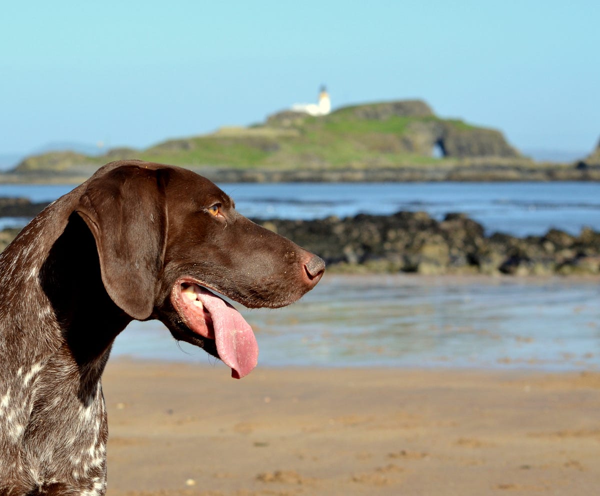 Why Shouting “He’s Friendly” Behind Your Charging Dog Doesn’t Cut It ...