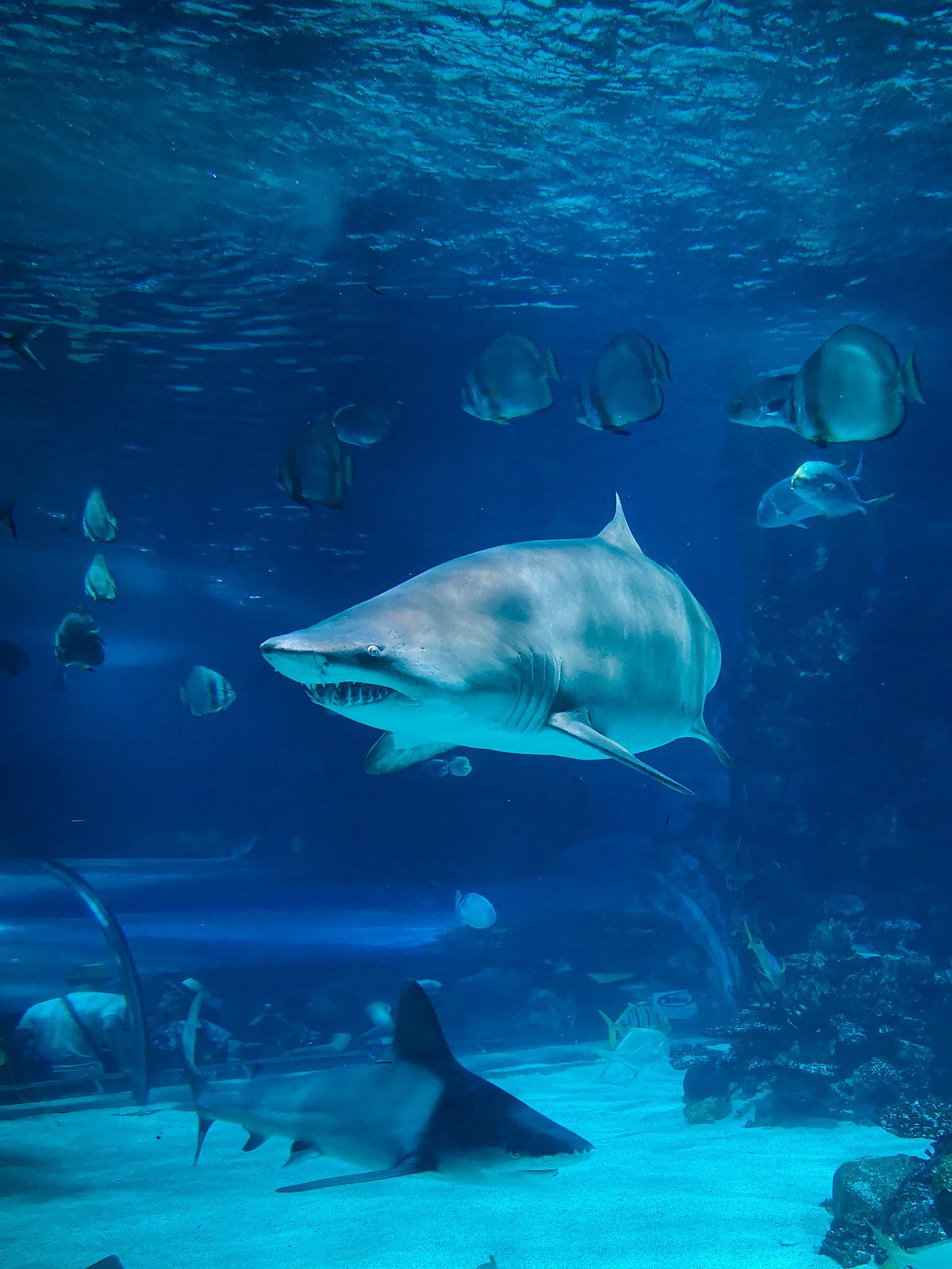 Shark Mentality. Crack the shark code in you | by Patience Hunter ...