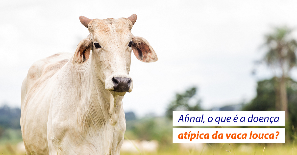 Doença da vaca louca: entenda o que é e as medidas sanitárias na ...