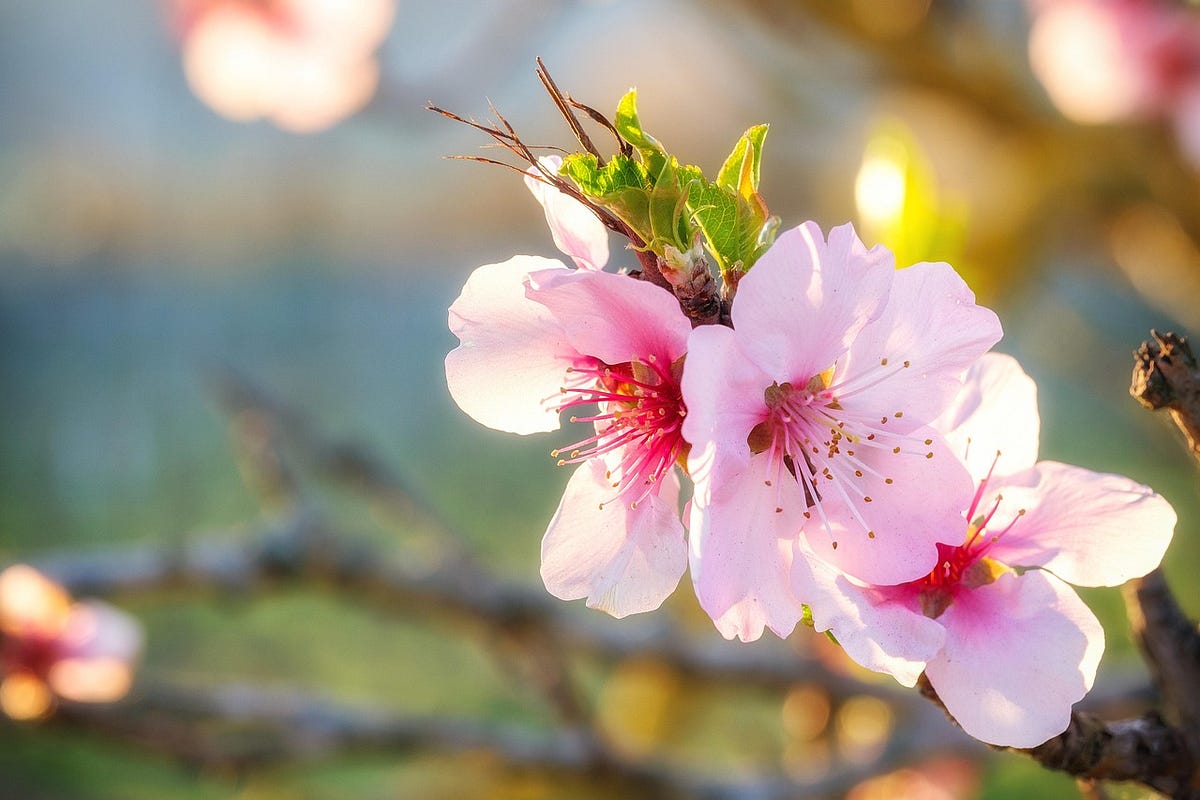 The Almond Tree In The Backyard. A September childhood memory | by ...