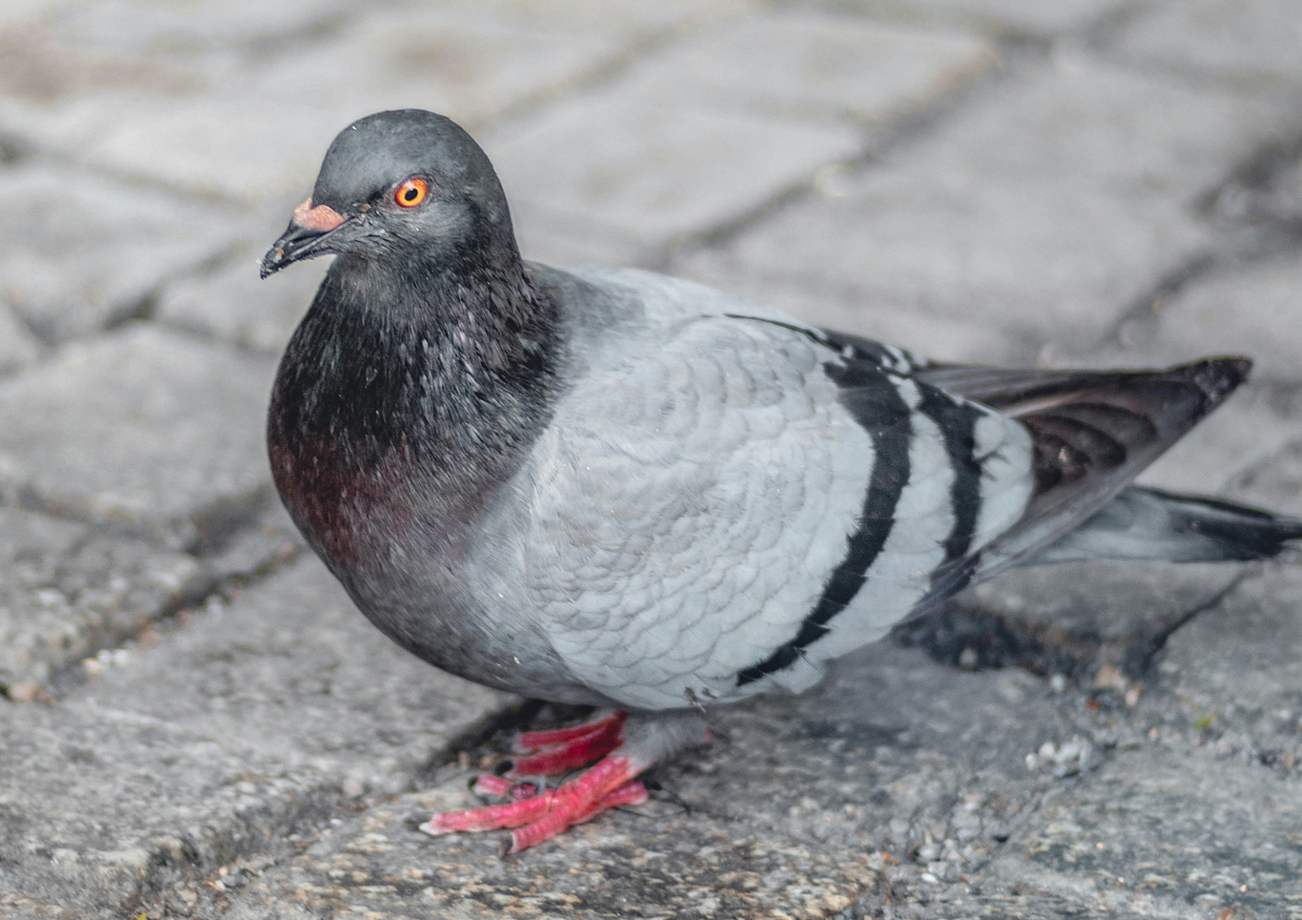 Pigeons, dopamine and social networks | by Mental Garden | Medium