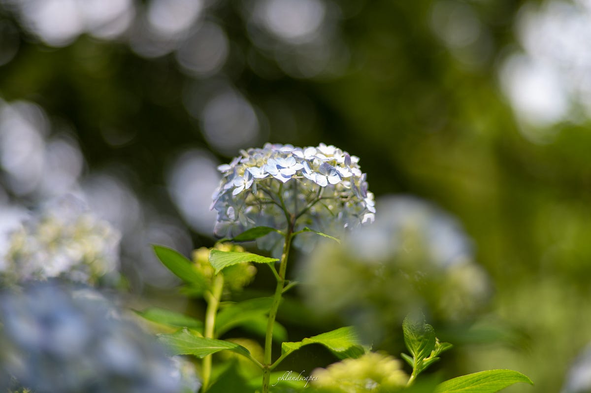 Hydrangeas that Color the Rainy Season | by Yasuyuki Koyachi | Medium