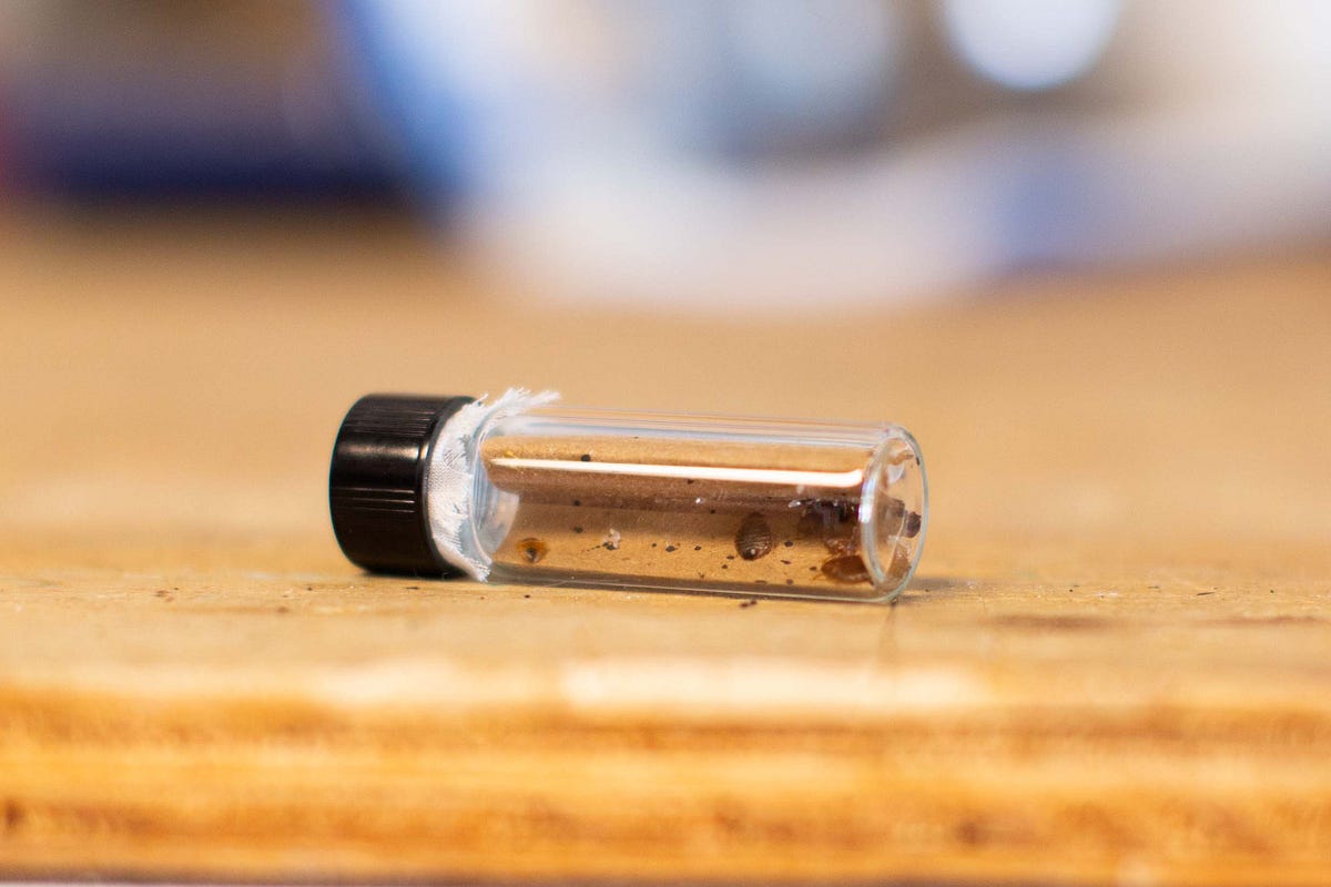 Don’t Let the Bed Bugs Bite!. An inside look at the bed bug detection ...
