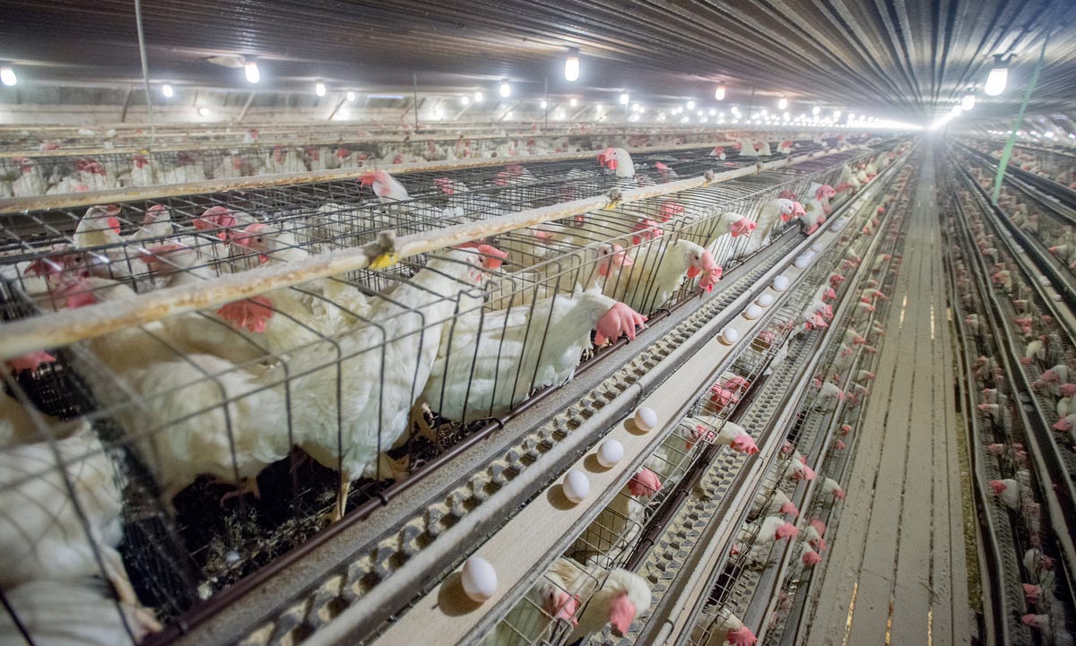 Bird Flu, Market Panic, and the Scourge of Mass Chicken Farming | by ...