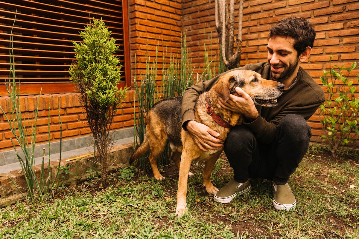 The Ultimate Guide to Dog Treats and Chicken Treats for Dogs | by ...