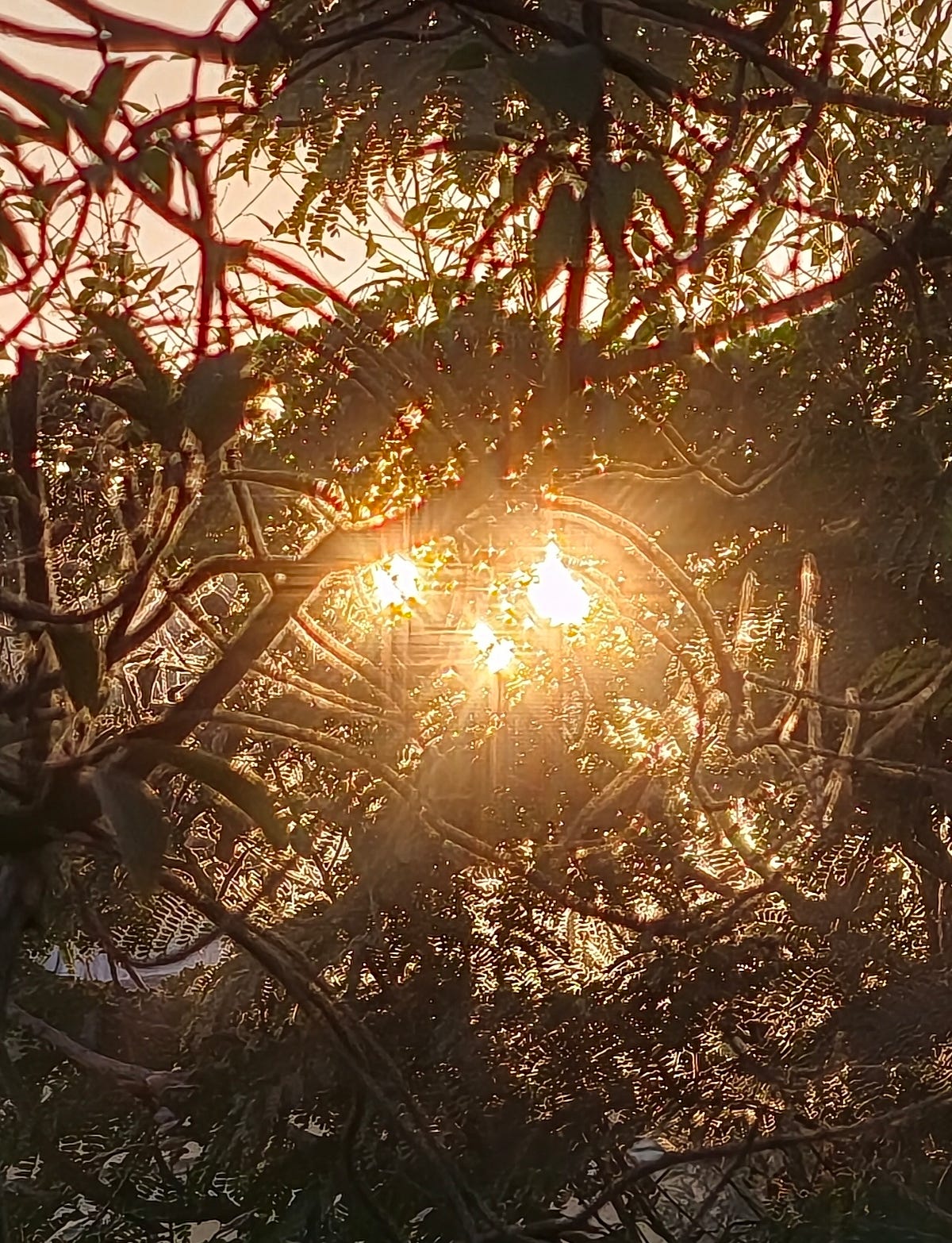 When the Sun Learns the Language of Branches | by Yogesh Puranik | Dec ...